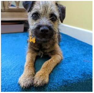 Kyrs cairn pups Review {Nov 2022}: Kyrscairnpups com legit or scam ...